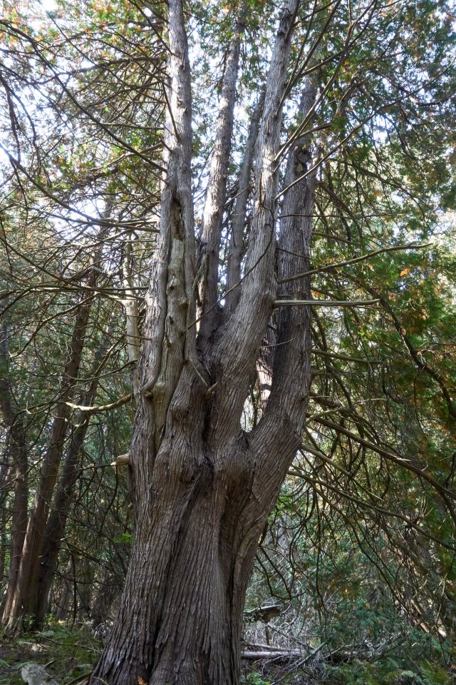 Rouge National Urban Park, Monarch Trail – Day Trip In An Hour