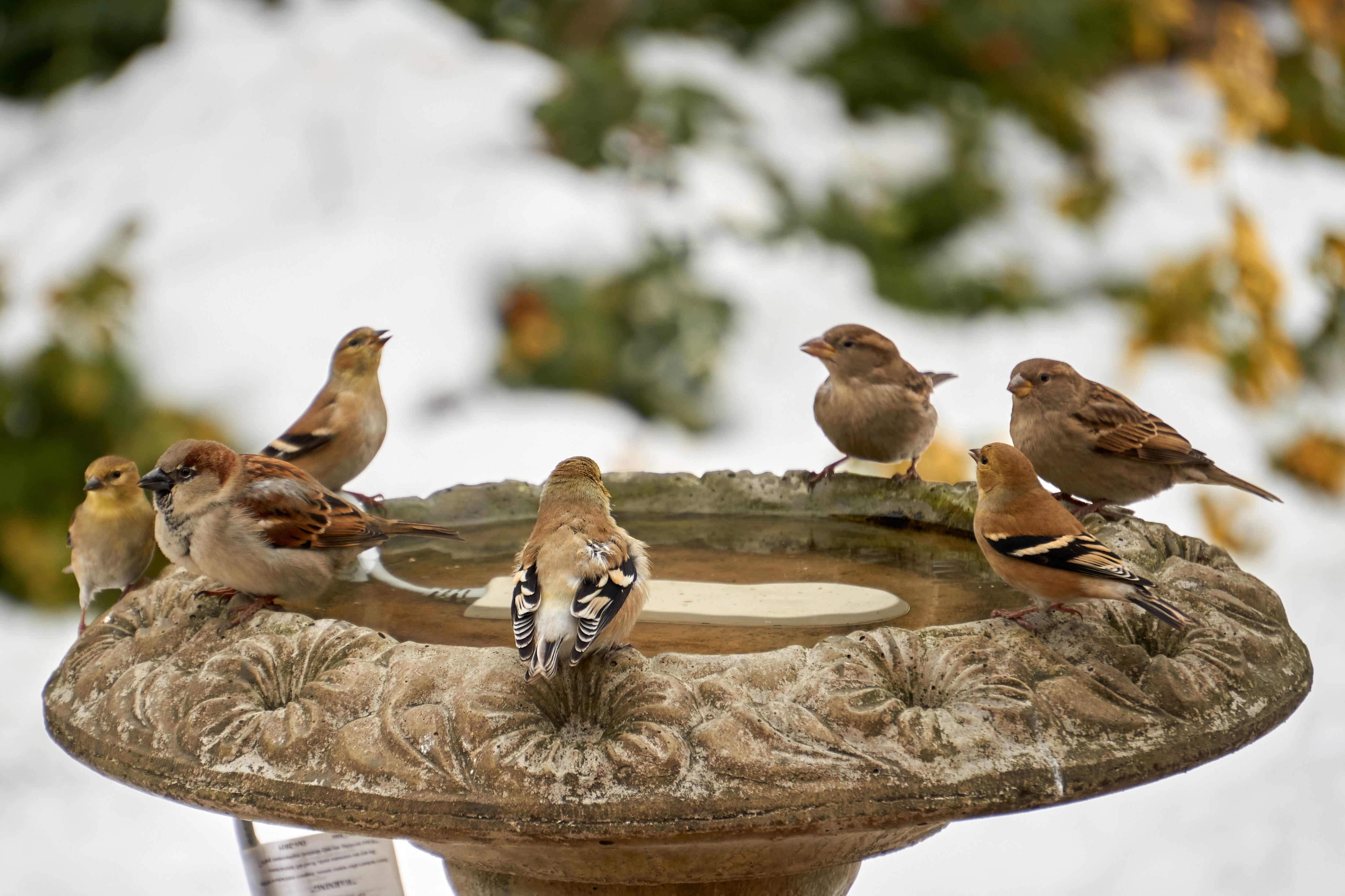 Animal Tracks at my Backyard Bird Feeder – Day Trip Hour