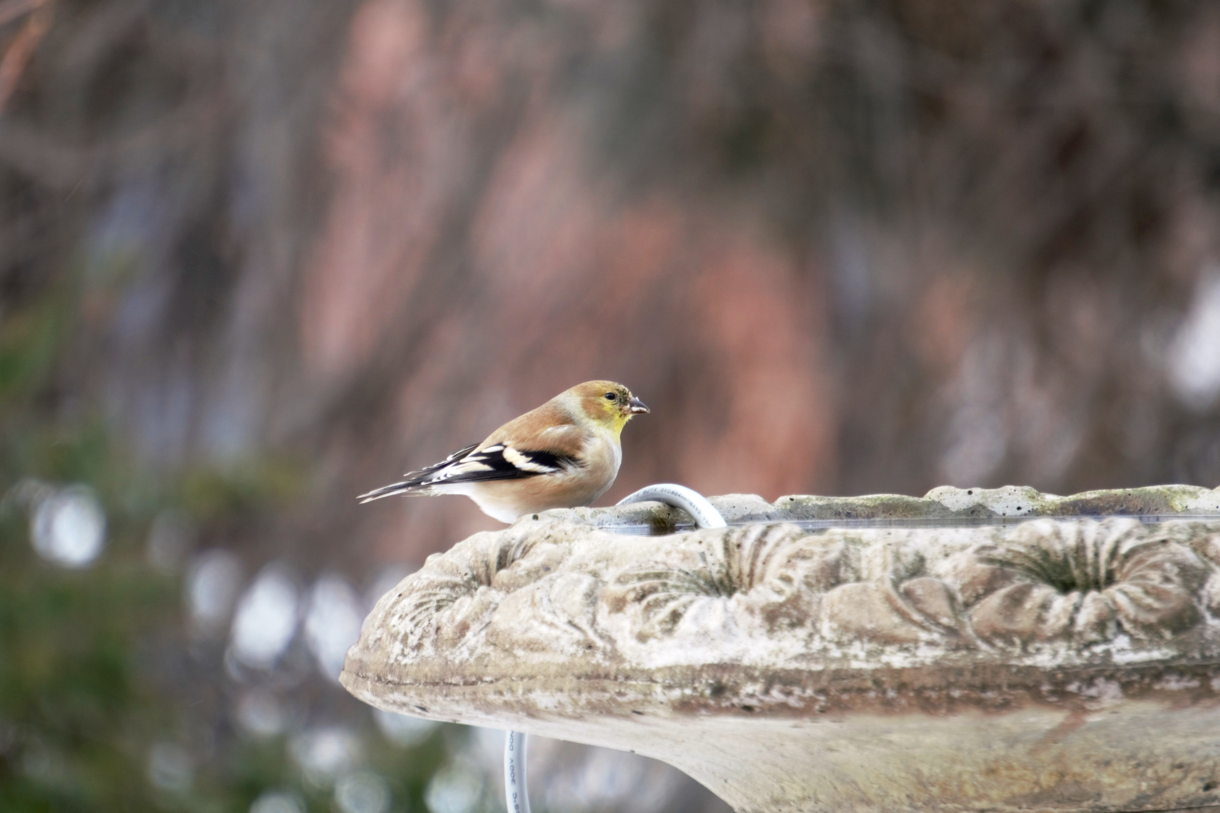 Animal Tracks at my Backyard Bird Feeder – Day Trip Hour