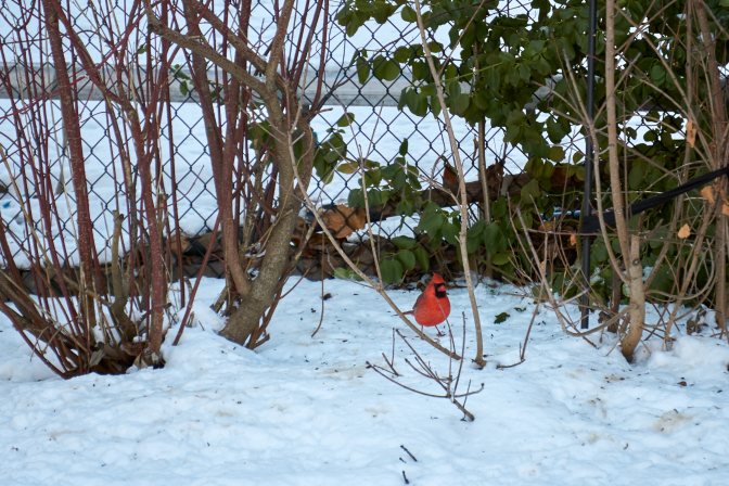 Animal Tracks at my Backyard Bird Feeder – Day Trip Hour