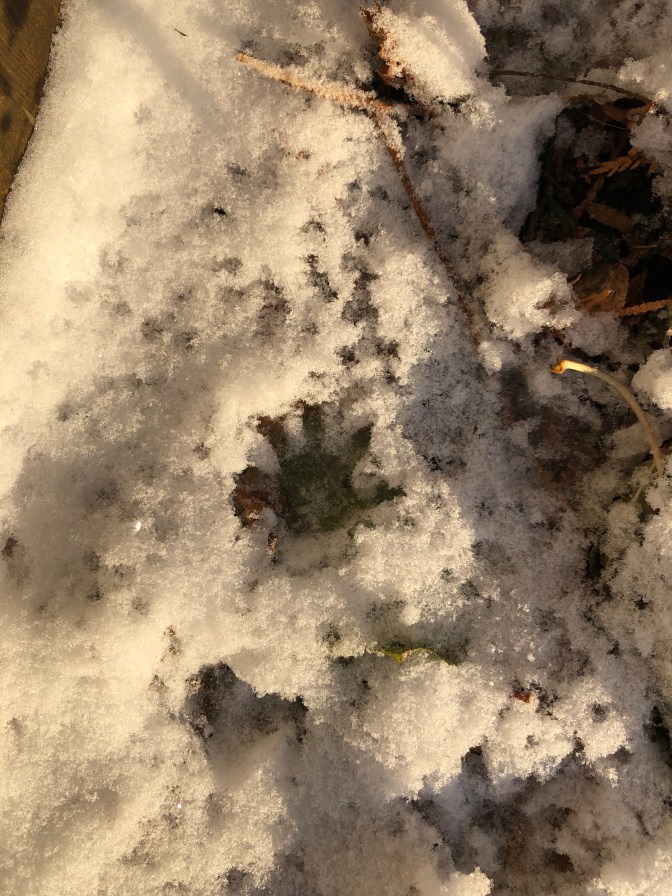 Animal Tracks at my Backyard Bird Feeder – Day Trip Hour