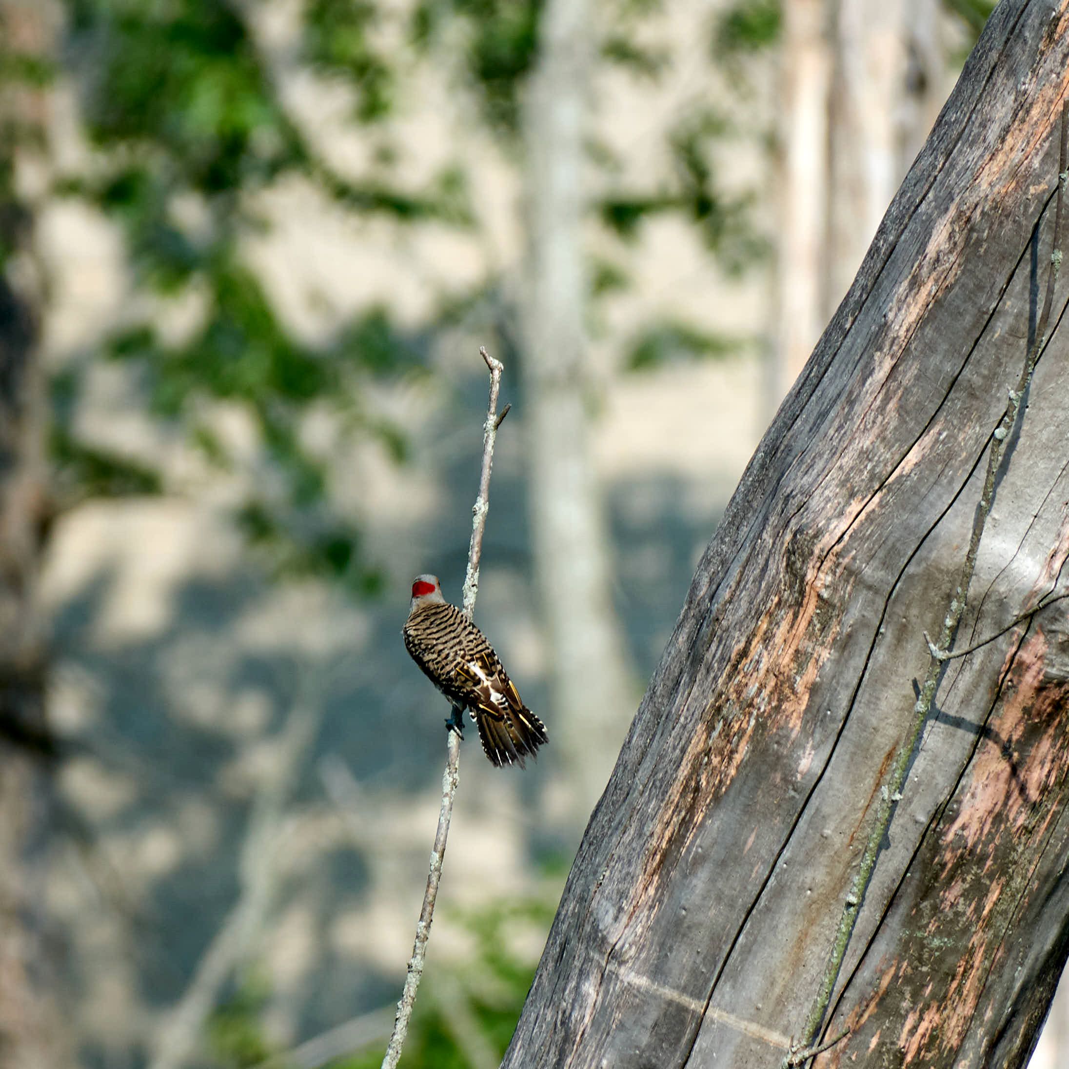 northern-flicker – Day Trip In An Hour